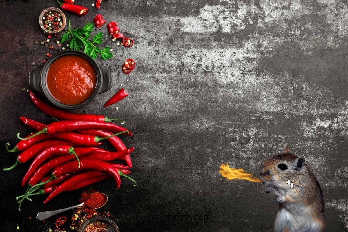 Can Gerbils Eat Spicy Food? - 2025