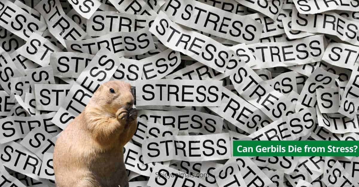 Can Gerbils Die from Stress? Solved & Explained! - 2026
