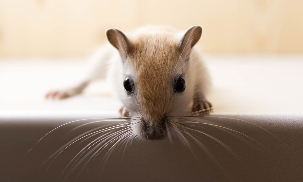 How to Catch a Gerbil? With Tips! - 2025