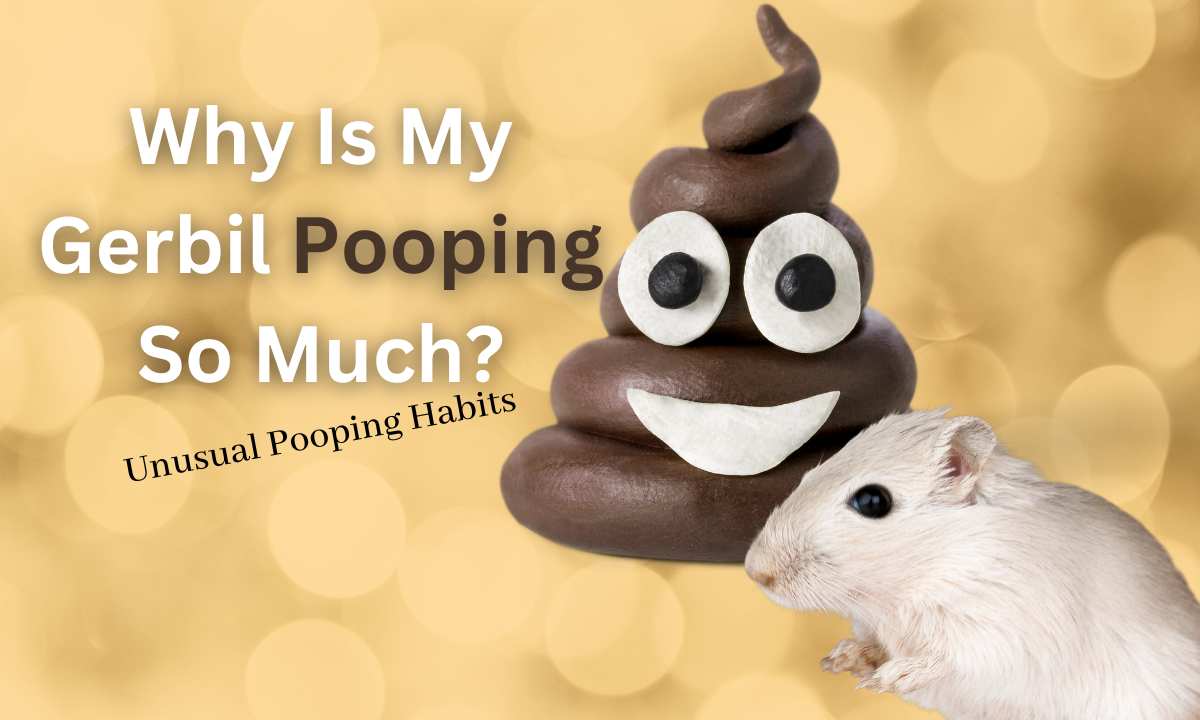 Unusual Pooping Habits: Why Is My Gerbil Pooping So Much? - 2026