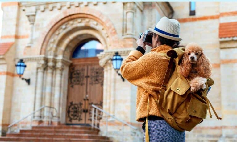 17 Easy Pets to Take Care of in College: Top Choices for Students - 2025