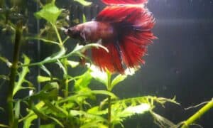 17 Easy Pets to Take Care of in College: Top Choices for Students - 2025