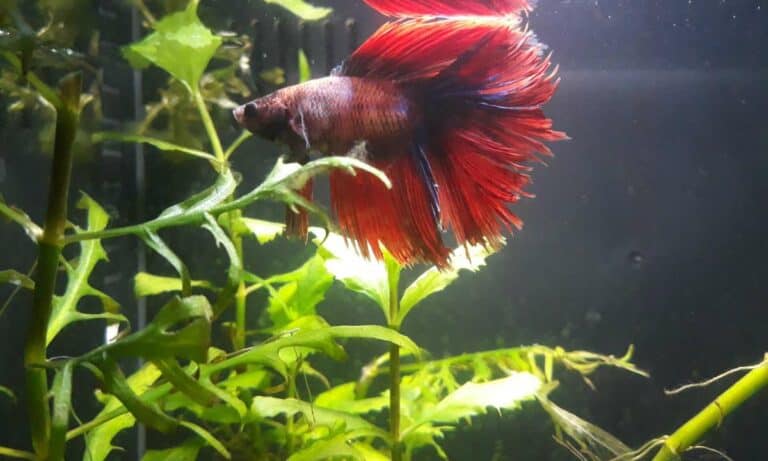 17 Easy Pets to Take Care of in College: Top Choices for Students - 2025