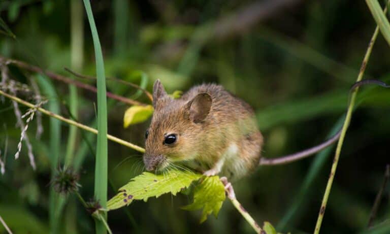 17 Easy Pets to Take Care of in College: Top Choices for Students - 2025