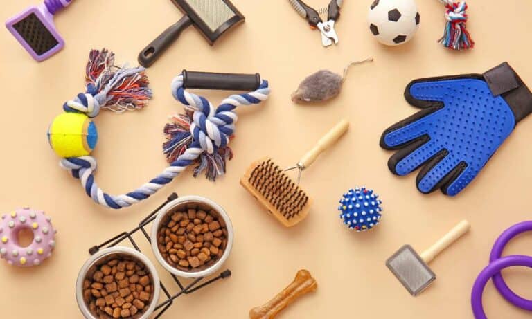 17 Easy Pets to Take Care of in College: Top Choices for Students - 2025