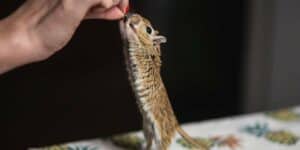 How to Train Your Gerbil: Teaching your gerbil fun tricks and commands ...