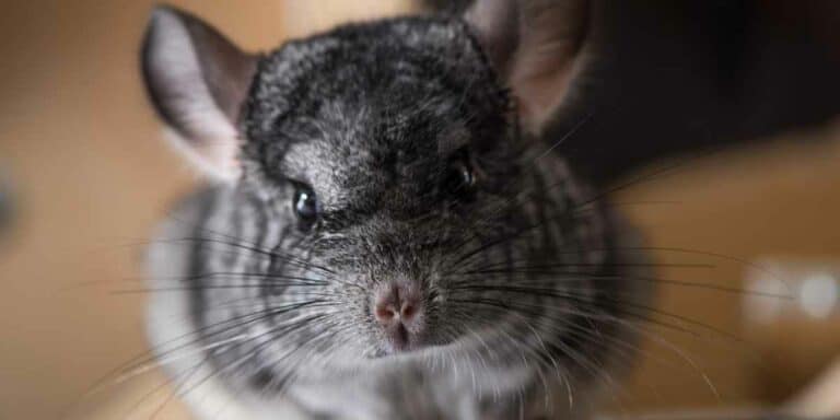 Discover the Best Rodents to Keep as a Pet - Friendly Guide - 2025